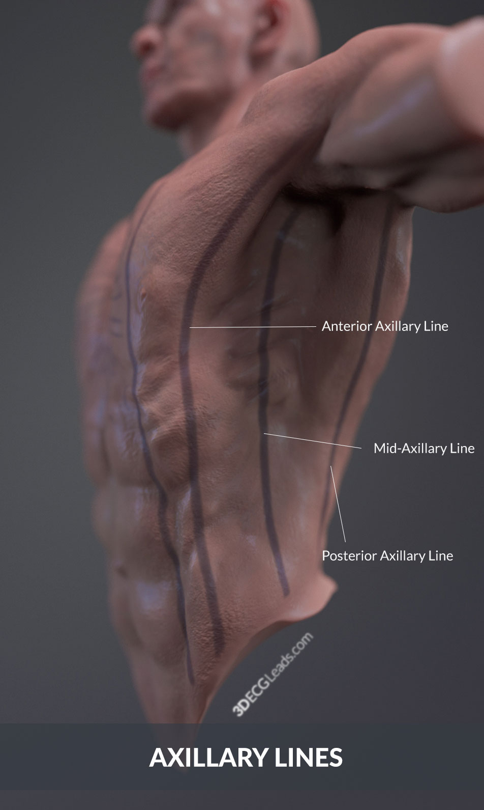 ECG lead placement | with 3D Illustrations