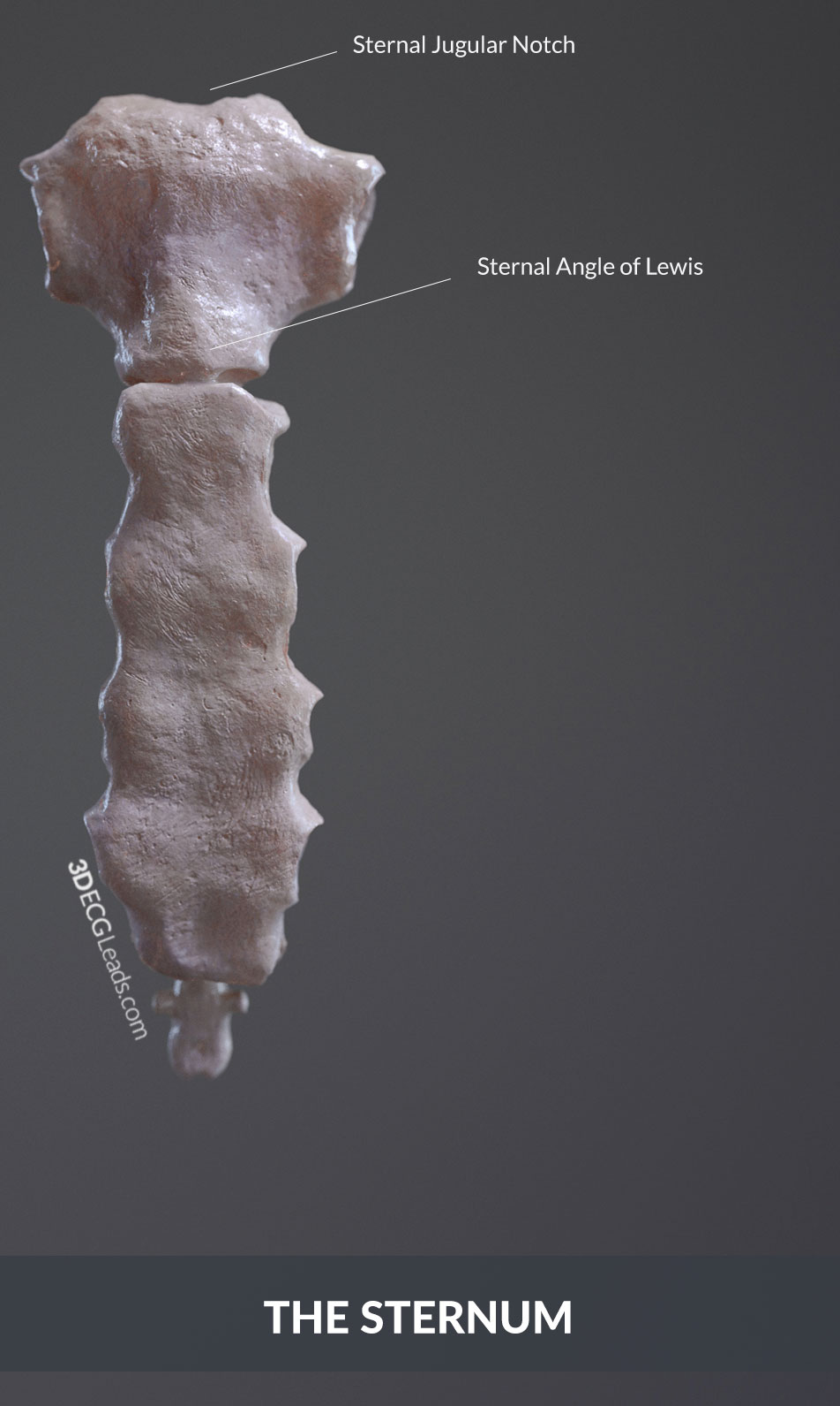 ECG lead placement | with 3D Illustrations